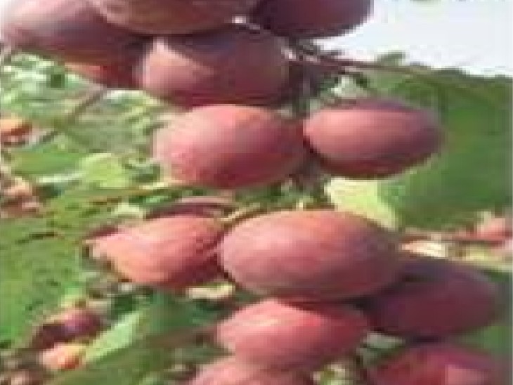 Production of Kashmiri red berry happening in Dhor, its sweetness is ...