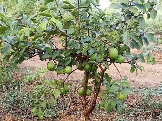 Guava and Amla plants become green trees in Raspur, income will be 4-6 ...