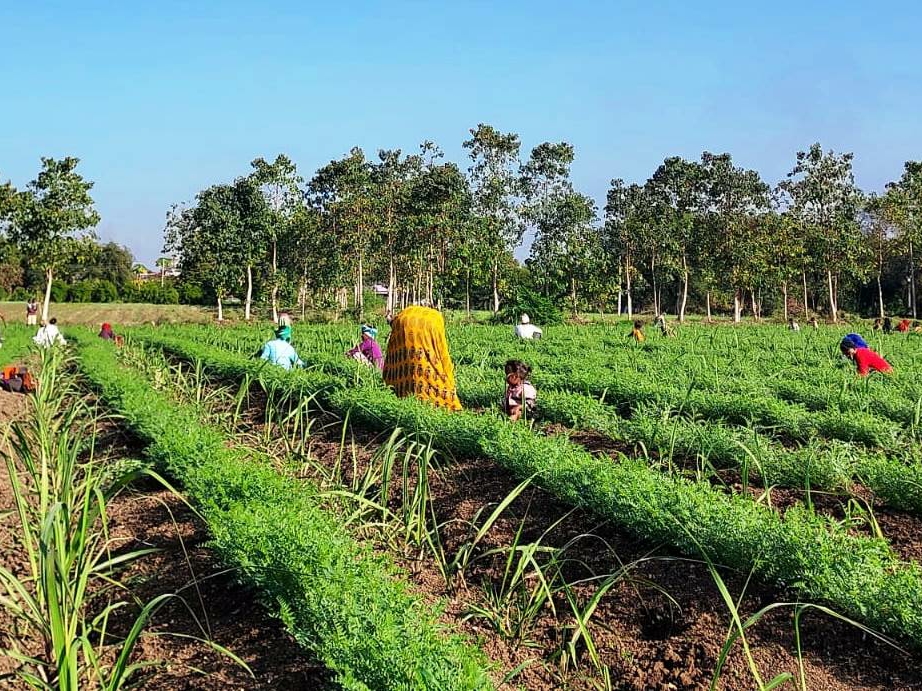 Farmer Rakesh Dubey of village Kartaj adopted organic farming, jaggery ...