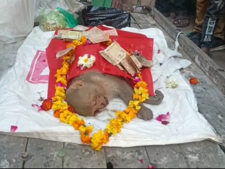 If the monkey died of current, then Bajrangi was in mourning, the last ...