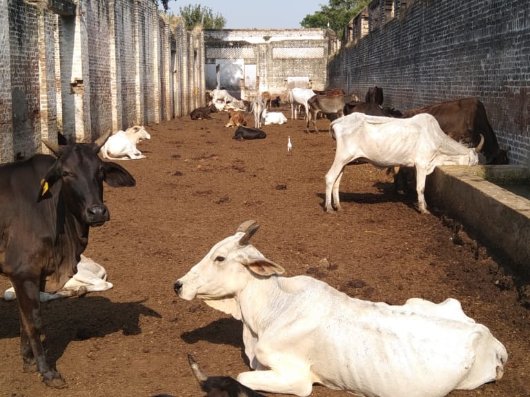 In Tundla, due to differences of principal secretary, cows died, there ...