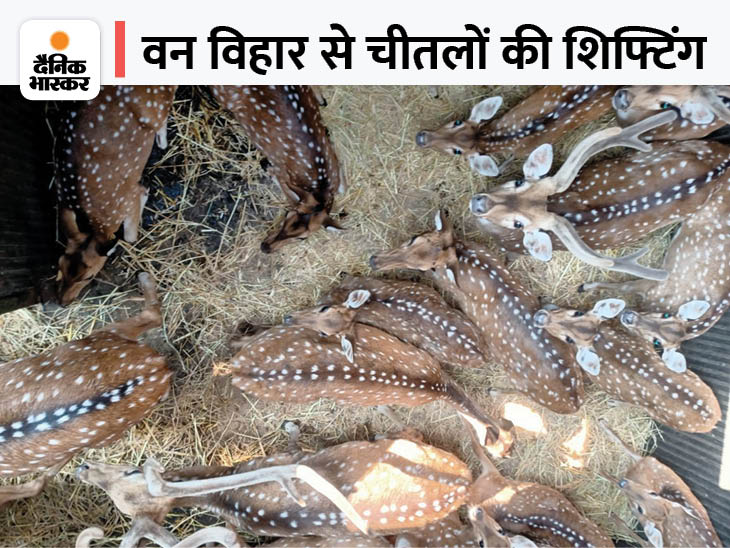 16 चीतल खिवनी अभयारण्य भेजे, बोमा तकनीक से ट्रक से पहुंचाया | 16 chital ...
