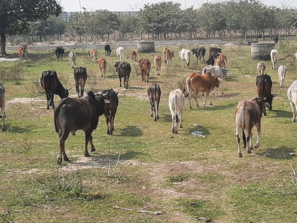 As soon as the elections are over, the terror of the animals increases ...