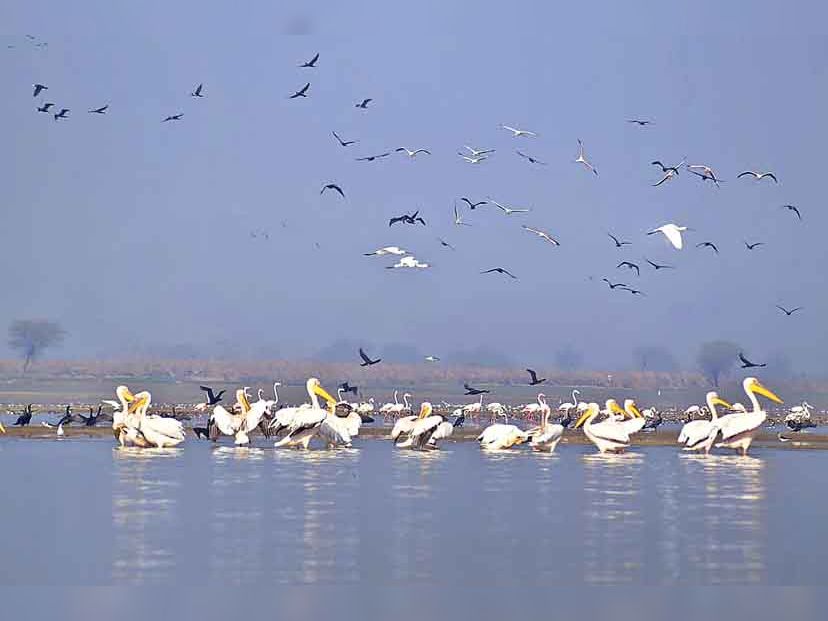 This time 25 thousand migratory birds of 80 species came to Morel dam ...