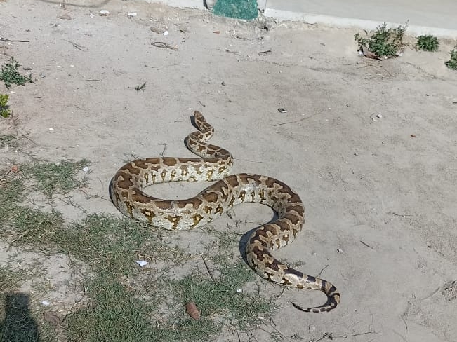 Seeing 10 feet long python, the school became empty, after hours the ...