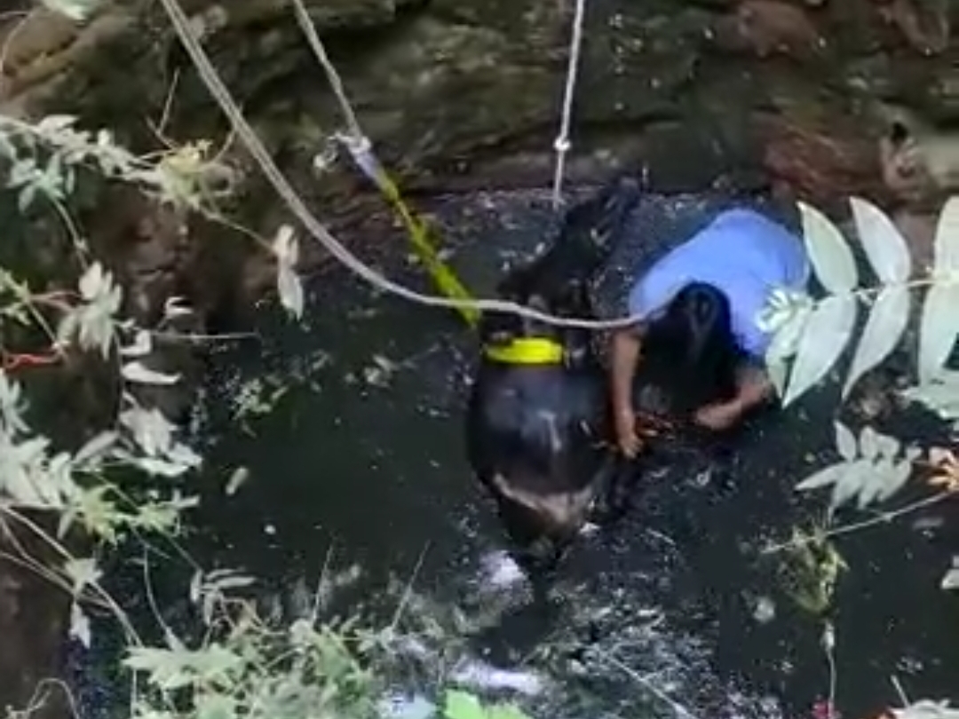 Cow broke down after falling in well, Gausevaks rescued and pulled out ...