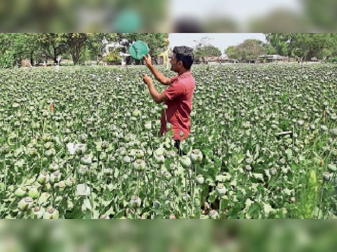 Parrot farmers who are eating opium balls in the fields are facing ...