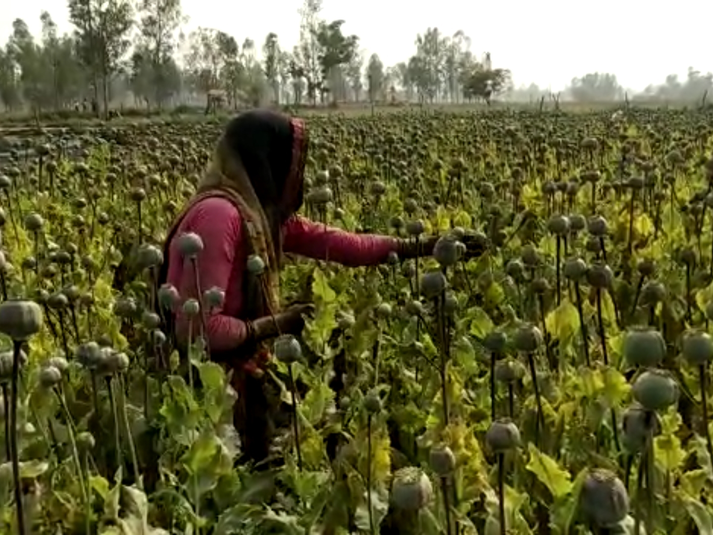 Farmers doing opium cultivation in Barabanki | बाराबंकी में किसान कर ...