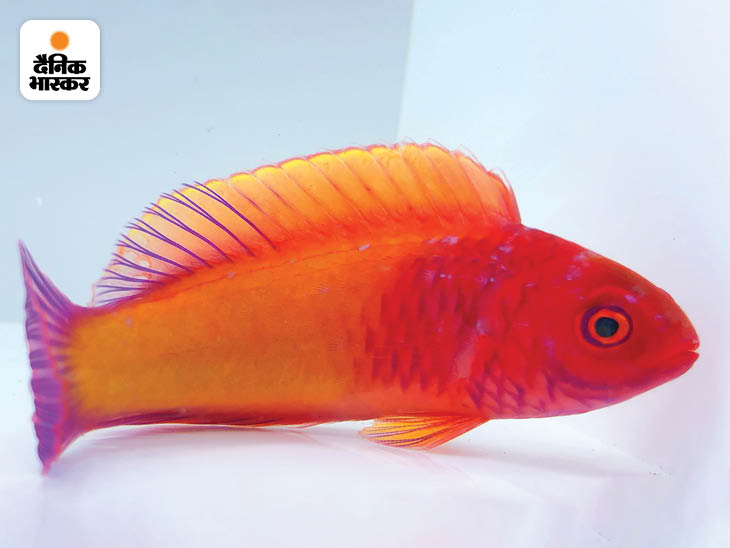 This world's most colorful fish, adorned with every color of the ...