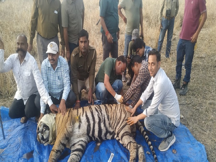 Wound in the neck of the tiger, the tiger was seen walking with a limp ...