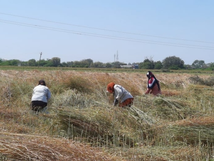 Mustard Production In Rajasthan: Record high Sarso procurement in ...