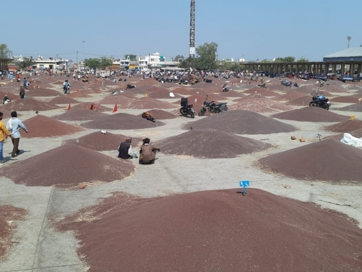 Mustard Production In Rajasthan: Record high Sarso procurement in ...