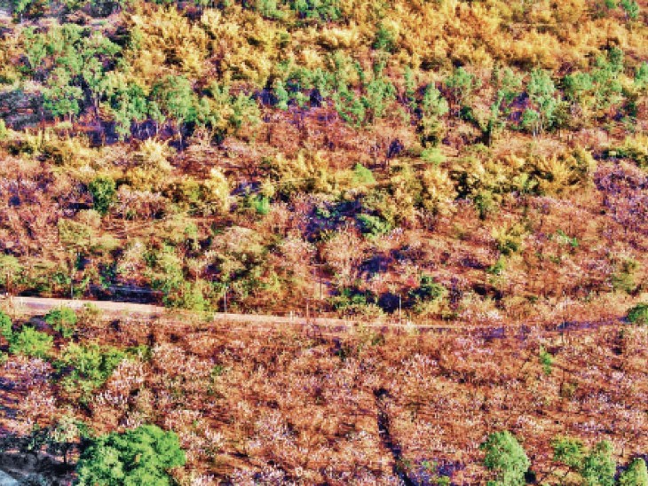 25 years ago, more than 500 saplings of Sophora japanica of Japan were ...