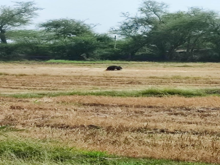 Pali News in Hindi, पाली समाचार, Latest Pali Hindi News, पाली न्यूज़ ...