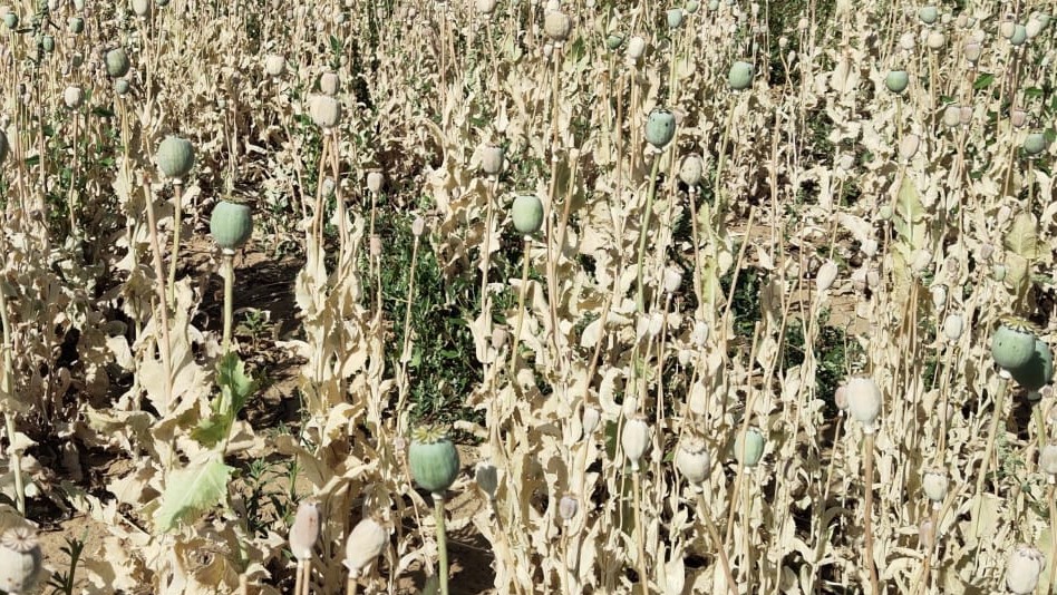 Opium-doda crop is standing in the field, two farmers arrested after ...