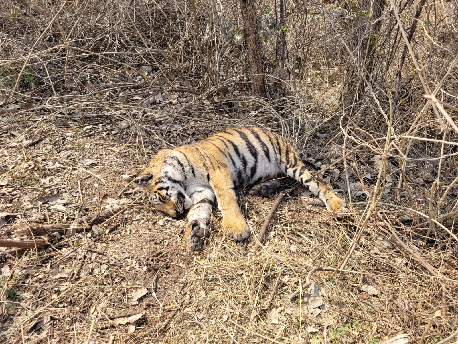 Two tigers died in two days, body injury, canine teeth found broken ...