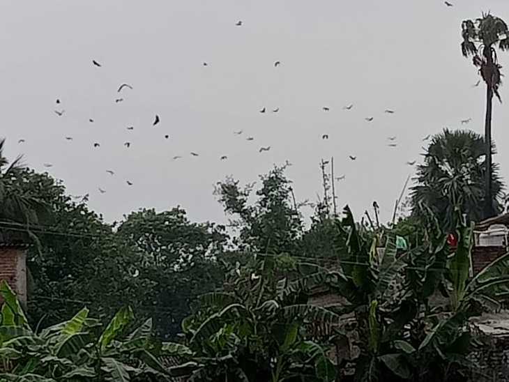 Villagers Worship Bats In Vaishali; Bihar Bhaskar Latest News | बिहार ...