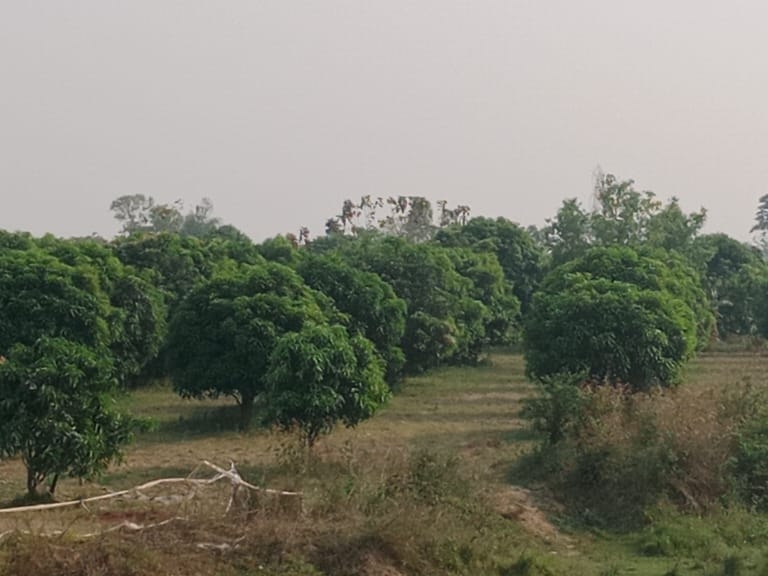 A Village Where People Plant A Mango Plant On The Occasion Of Happiness
