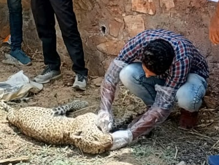 A female leopard was killed in a fight for supremacy, the villagers ...