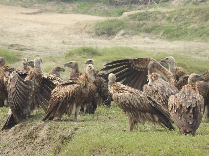 Gorakhpur will become the world's first vulture breeding center, will ...