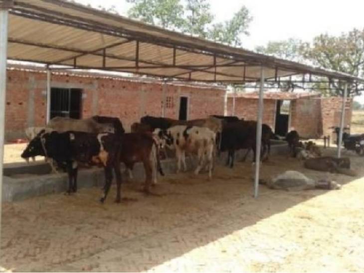 10-15 kVA electricity will be ready daily in animal shelter: Gobar gas ...