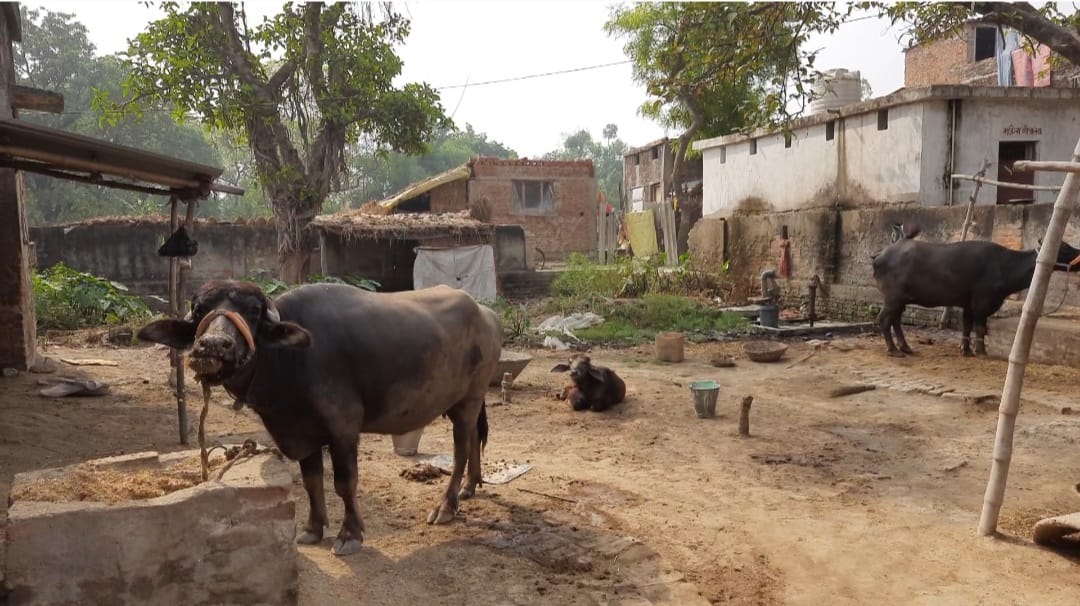 Cow-Buffalo being tied in government houses of Deoria: PHC doctors' residences occupied ...