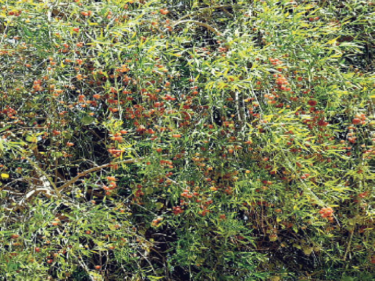 Peelu started ripening due to heat in Jaal tree dominated villages ...