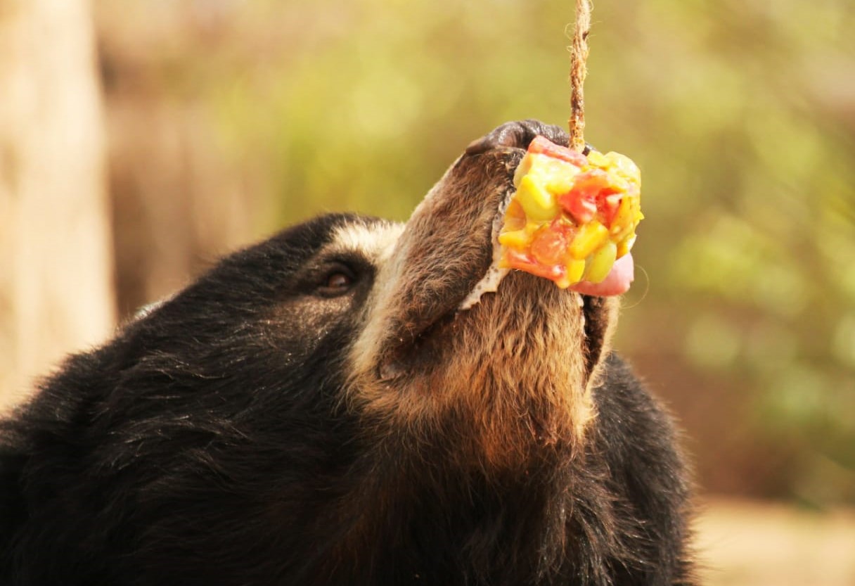 Wildlife SOS made pool for elephants, coolers in bears room, electral ...
