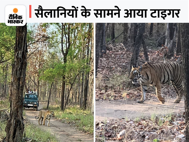 Tiger came to the fore in STR: When Tiger passed by tourists in the ...