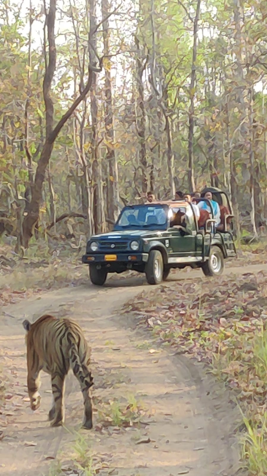 Tiger came to the fore in STR: When Tiger passed by tourists in the ...