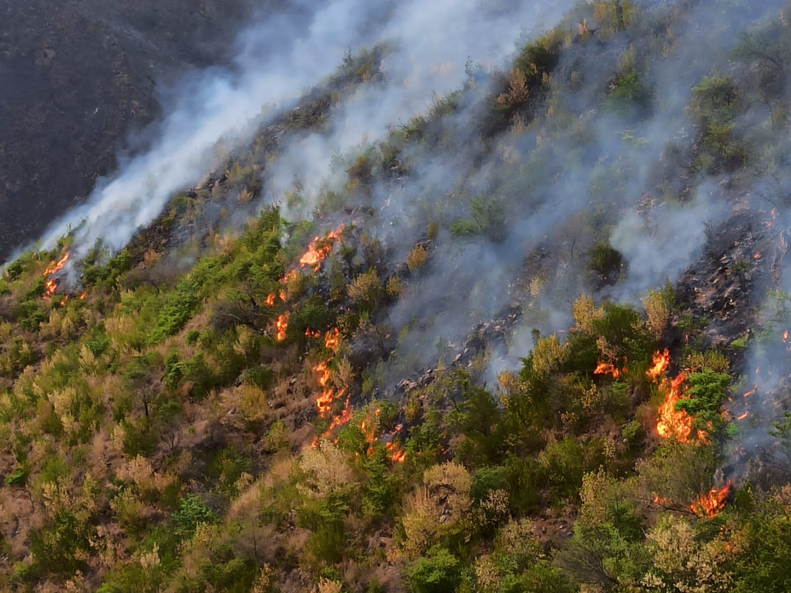 2 lakh 60 thousand trees of Ecological Task Force burnt in the fire ...