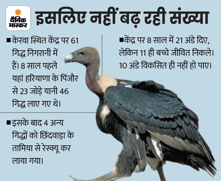 Gidh Population Madhya Pradesh | Surprising Vulture Facts That You ...