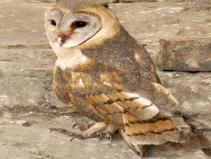 Barn Owl fell in injured condition at university professor's house ...