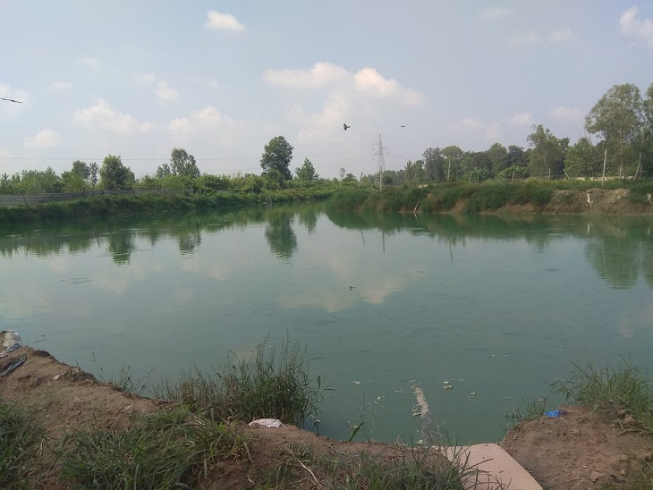 DM said, the rearing of Thai Mangur fish is banned in India, fishes ...