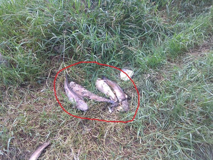 DM said, the rearing of Thai Mangur fish is banned in India, fishes ...