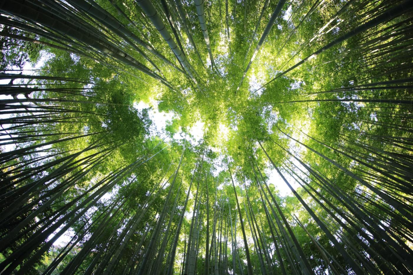 China Ancient Forest | China Scientists Discovered Sinkhole With ...