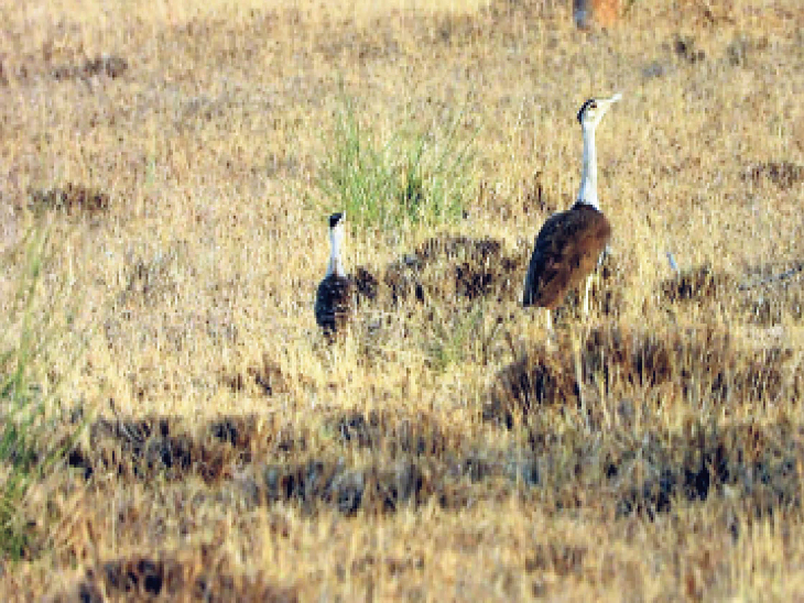 1 month old Godavan bird seen in Sudasari | शुभ संकेत: सुदासरी में मां ...