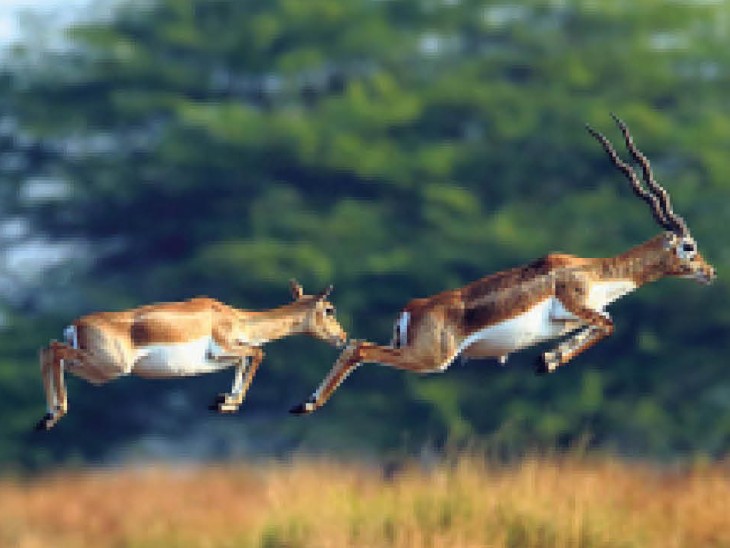 Bollywood stars are eager to get horns and eat meat; Connection with ...