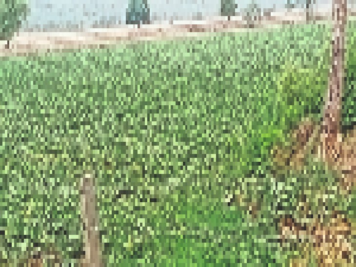 Crop of moong growing in the fields in summer, sowing of moong in 50 ...