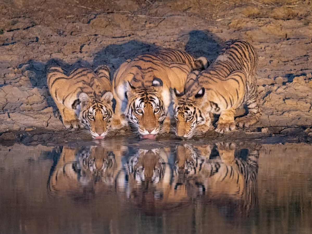 In Panna Tiger Reserve, three cubs drank water along with the tigress ...