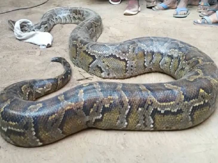 8 feet long python snake found in Kesco substation, was living for many ...