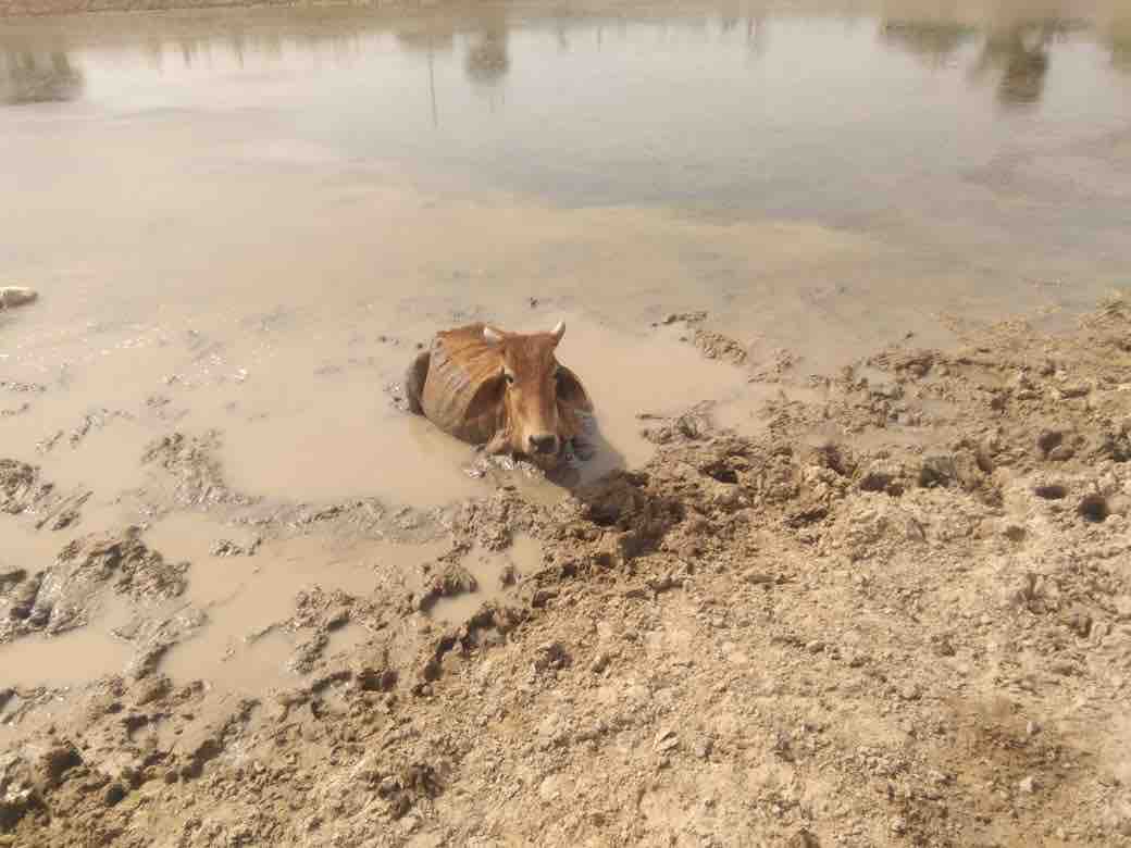 Disaster for the animals becoming thirsty in summer, the voiceless are ...