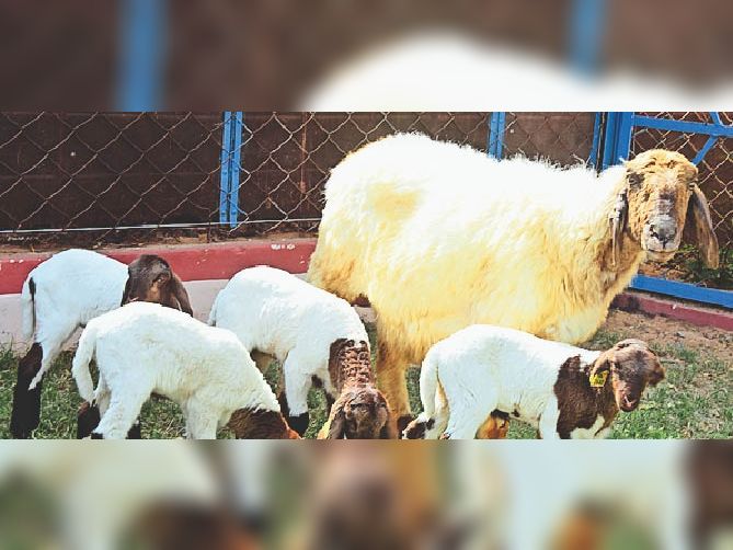Avishan sheep give birth to 2 to 4 lambs simultaneously, 45% more meat ...