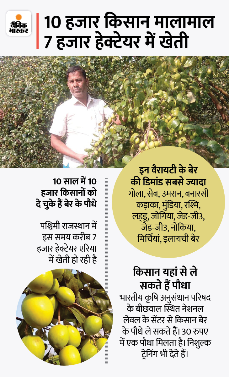 Ber Ki Kheti Cultivation Important Information: How long does it take ...