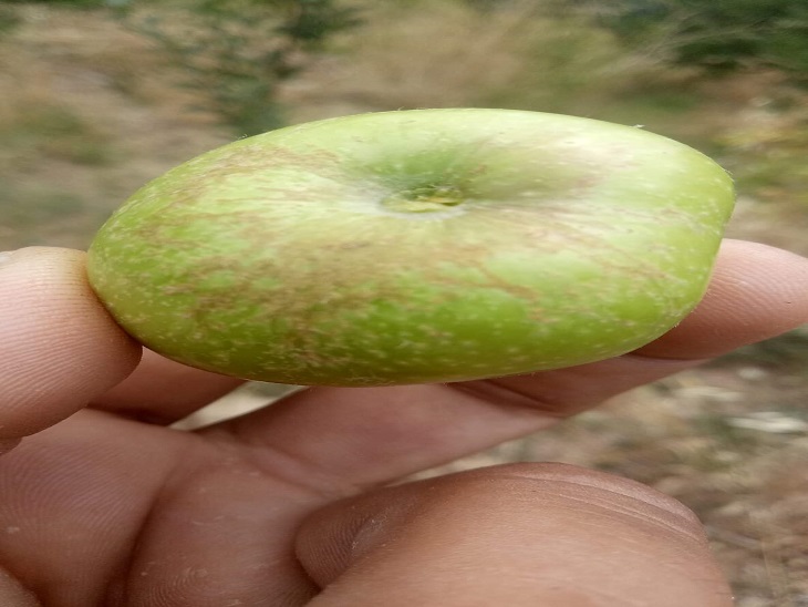 Drought hit the Apple growers, After dropping, now the diseases in the ...