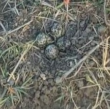 Tithari bird laid four eggs in Barhi, farmers started preparing for ...