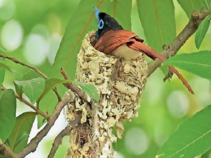 Hundreds of Dudhraj were seen around Kranti Dam, which is the state ...