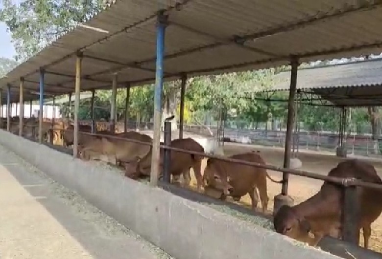 NDRI- Keep animals in shade; Give hot water, take a bath twice | गर्मी ...