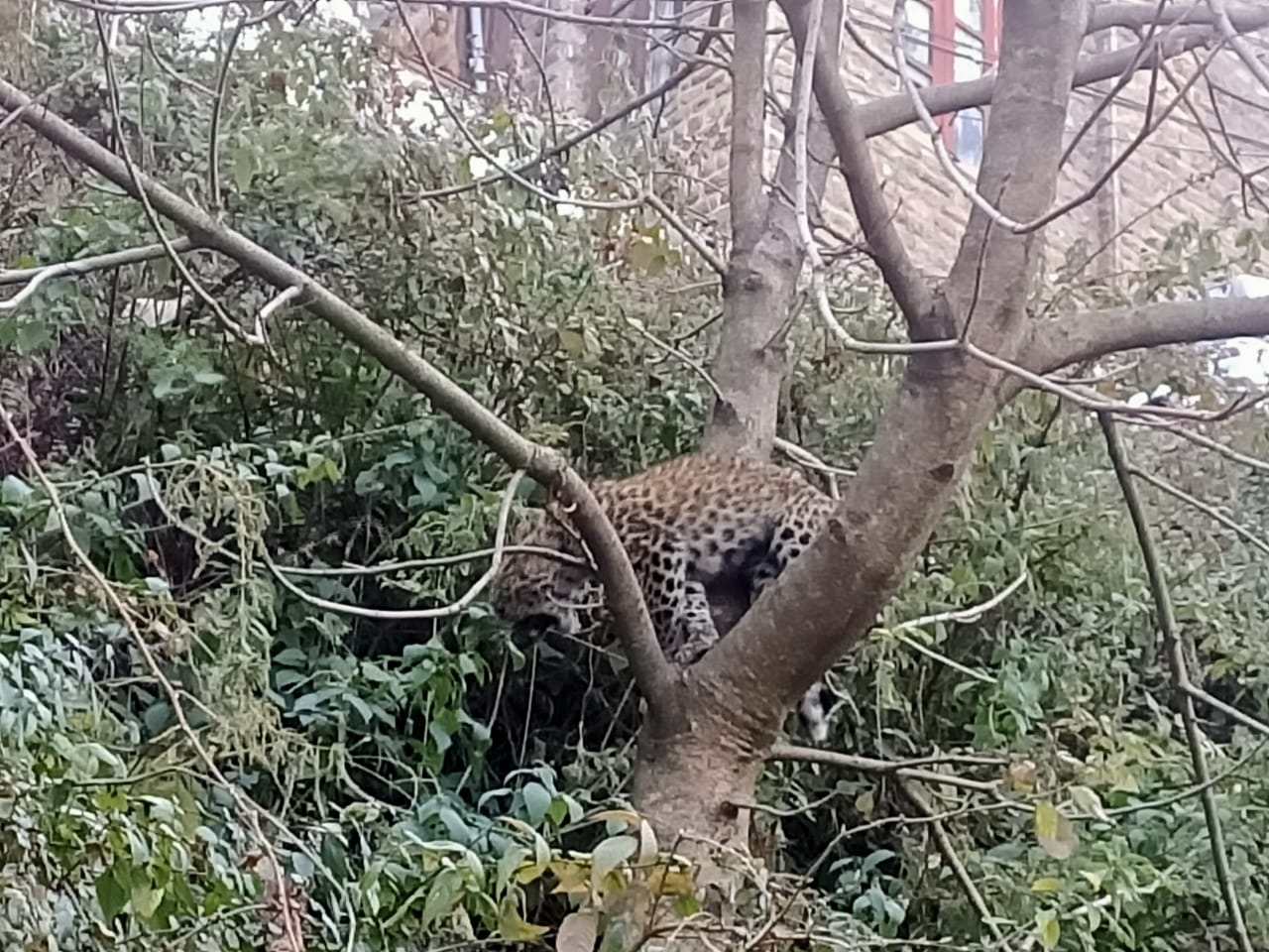 In a house in Panesh village, 15 km from Shimla, a female leopard with ...