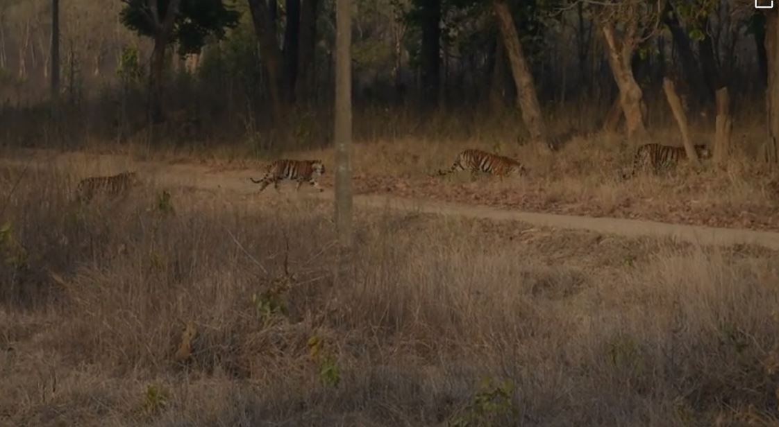 Seven tigers and cubs were seen crossing the road one after the other ...